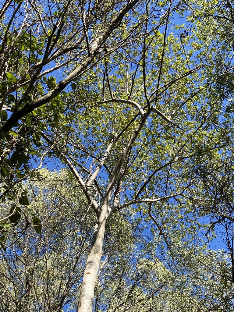 Brown Kurrajong from Cootharaba, QLD, AU on May 28, 2023 at 09:19 AM by ...