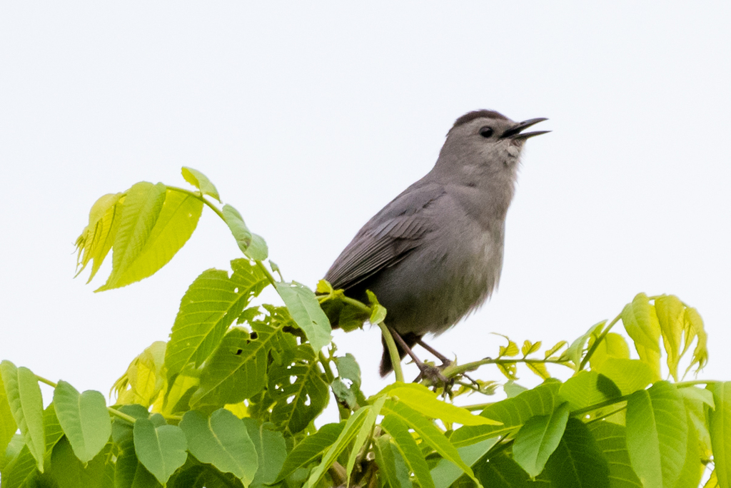 Gray Catbird from 7180 Walnut St, Westerville, OH 43081, USA on May 28 ...