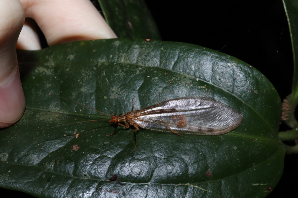 Stenolysmus extraneus from Innes View NSW 2429, Australia on May 14 ...