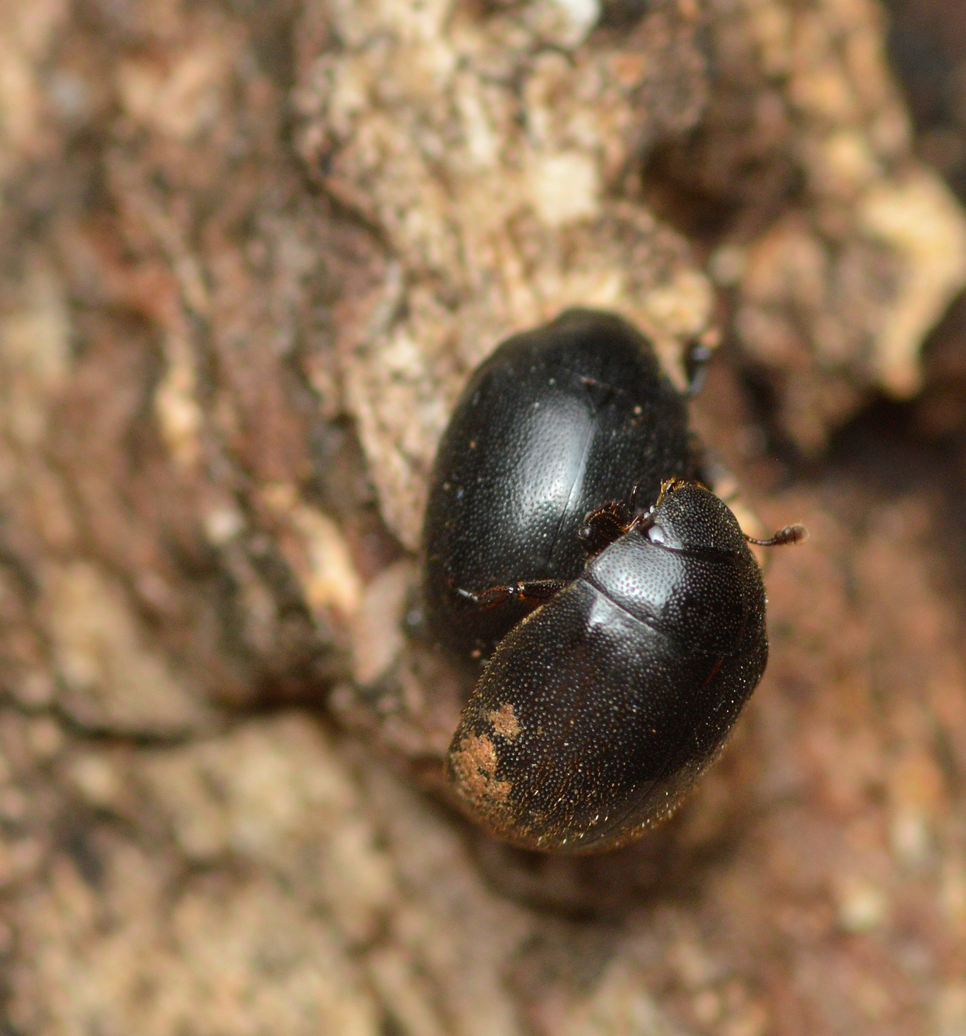 Nosodendridae