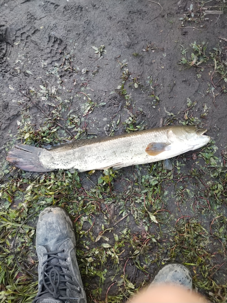 Eyetail Bowfin from Trenton, NJ 08610, USA on May 28, 2023 at 07:57 PM ...