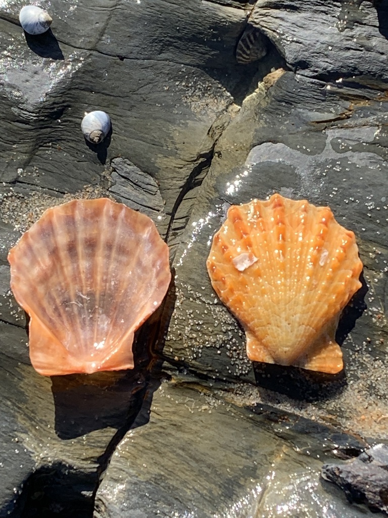 Livid Fan Scallop from Bonville Creek & Beach, Bundagen, NSW, AU on May ...