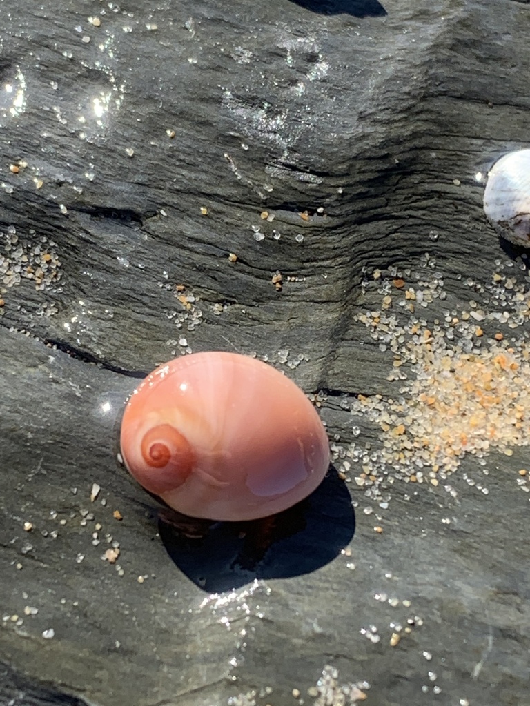 Conuber melastoma from Bonville Creek & Beach, Bundagen, NSW, AU on May ...