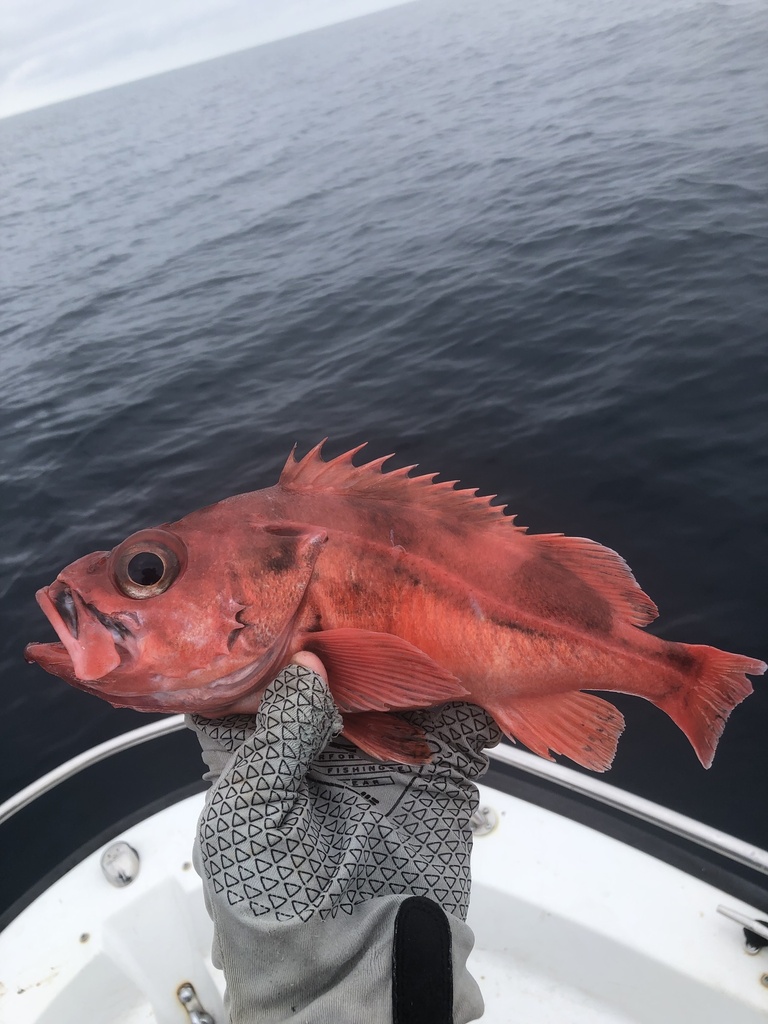 Blackgill Rockfish (Sebastes melanostomus) (Wildlife of the United ...