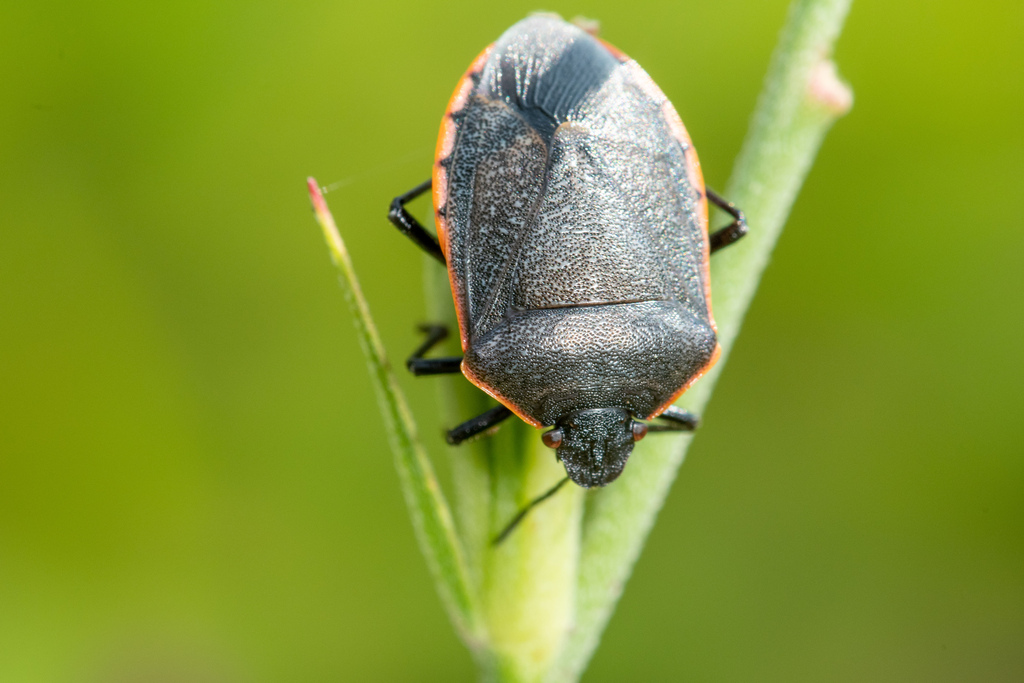 Conchuela Bug from Lewisville, TX, USA on May 25, 2023 at 11:05 AM by ...