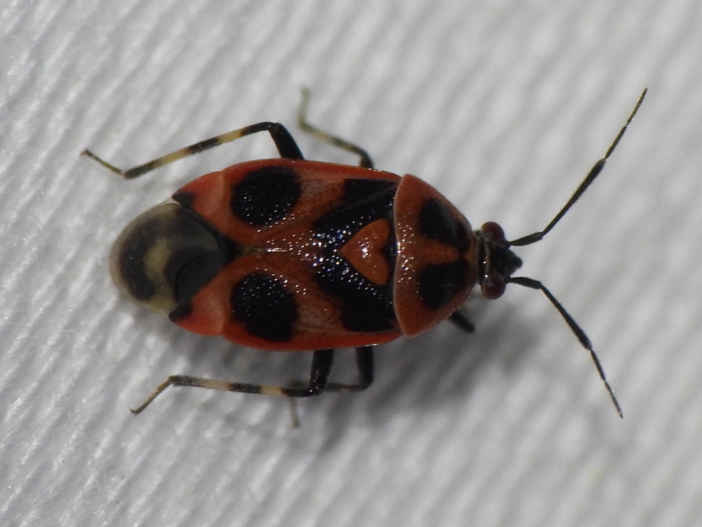 Deraeocoris histrio from Somervell County, TX, USA on May 27, 2023 at ...