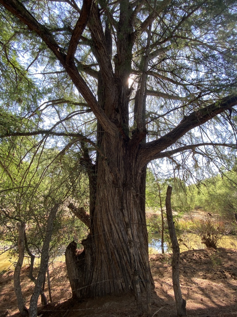 alligator juniper from Aguascalientes, Aguascalientes, MX on May 28 ...