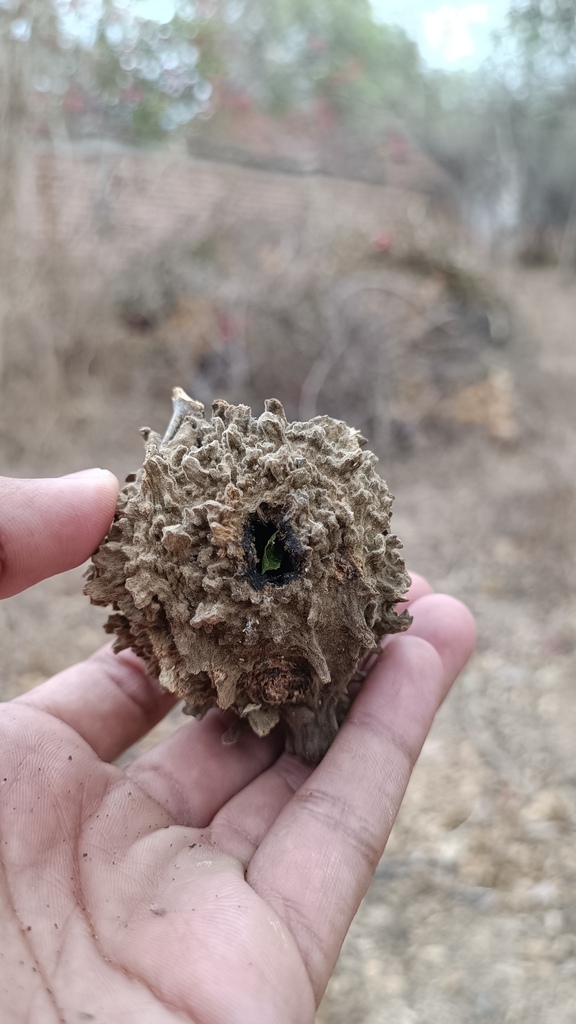 Randia echinocarpa from El Chalaton, Alamos, Son., México on May 26 ...