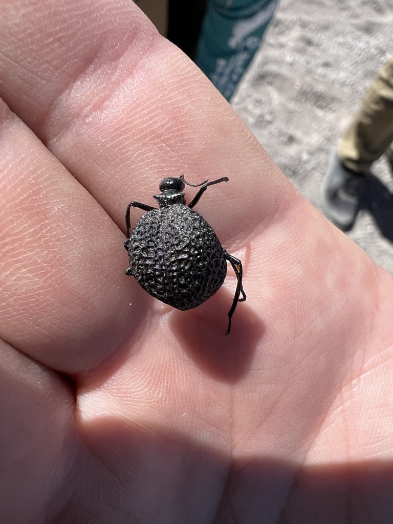 Inflated Beetle from North McCullough Wilderness, Henderson, NV, US on ...