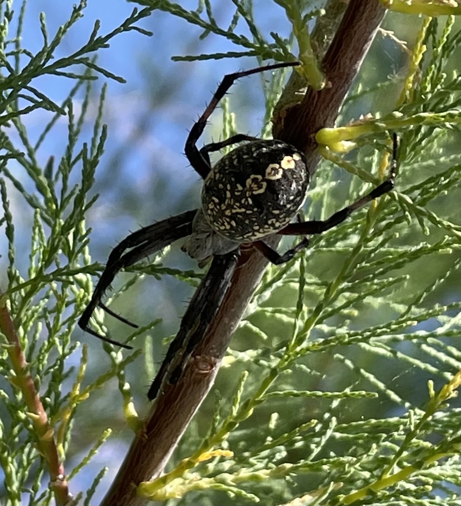 Western Spotted Orbweaver from Park Store - Lake Mead National ...