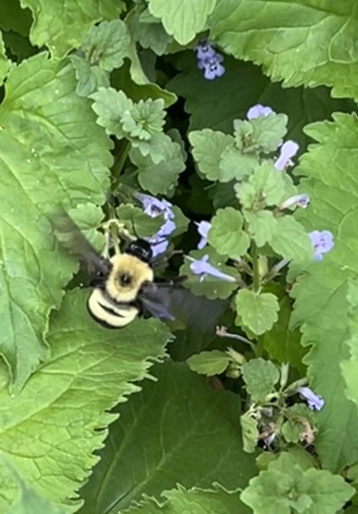Rusty-patched Bumble Bee in May 2023 by crystal2680 · iNaturalist