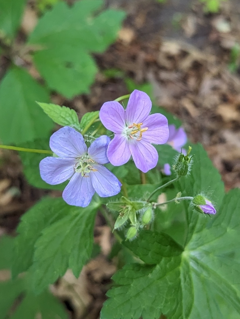 wild geranium from Plymouth, MN 55446, USA on May 28, 2023 at 06:03 PM ...