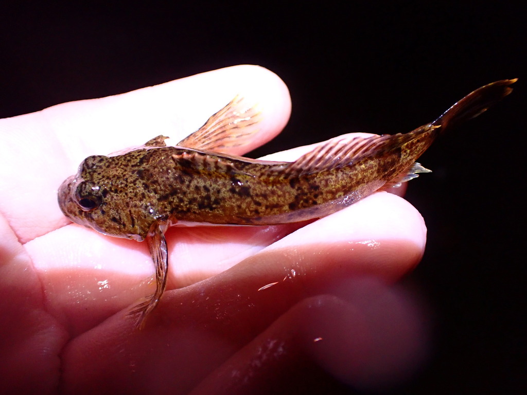 Mottled Sculpin from Bartow County, GA, USA on May 28, 2023 at 08:27 PM ...