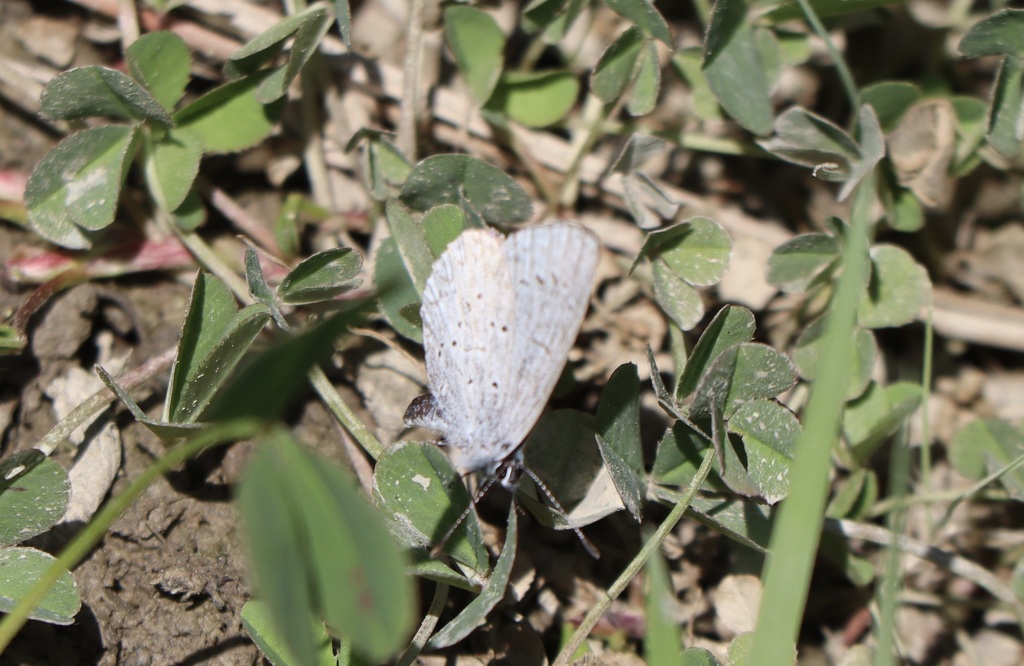Echo Azure from Okanagan-Similkameen, BC, Canada on May 28, 2023 at 11: ...