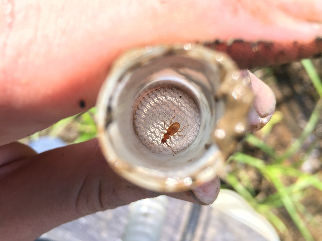 Blemus discus in May 2017 by renshuchu · iNaturalist