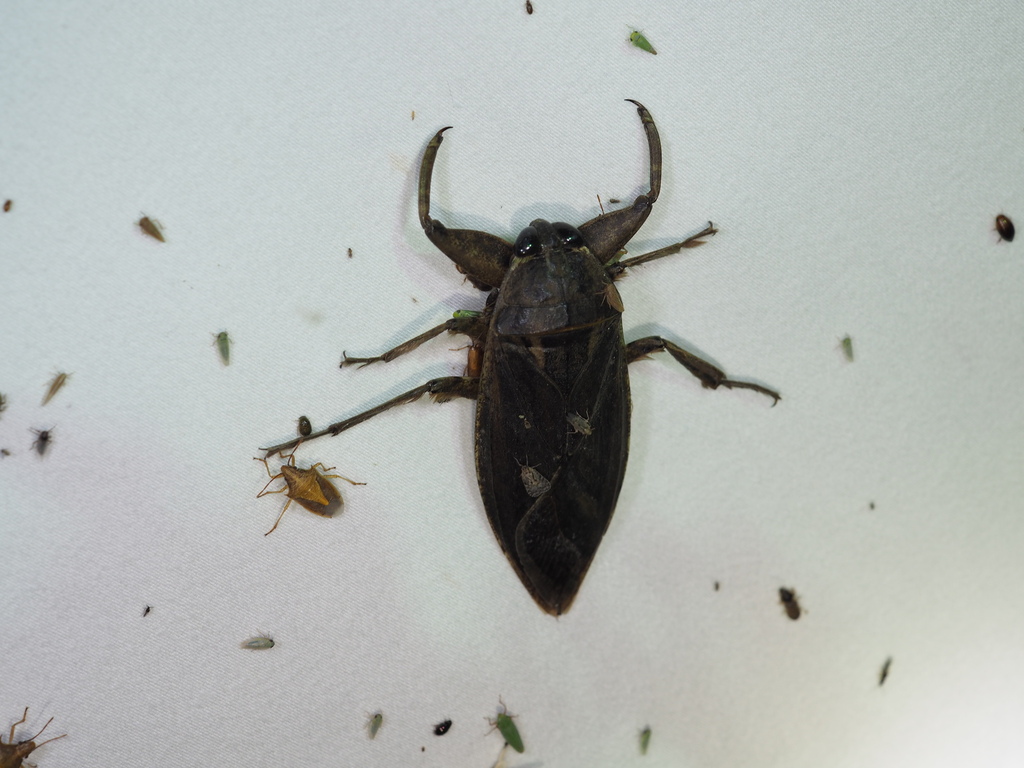 Uhler's Giant Water Bug from Calhoun County, TX, USA on May 20, 2023 at ...