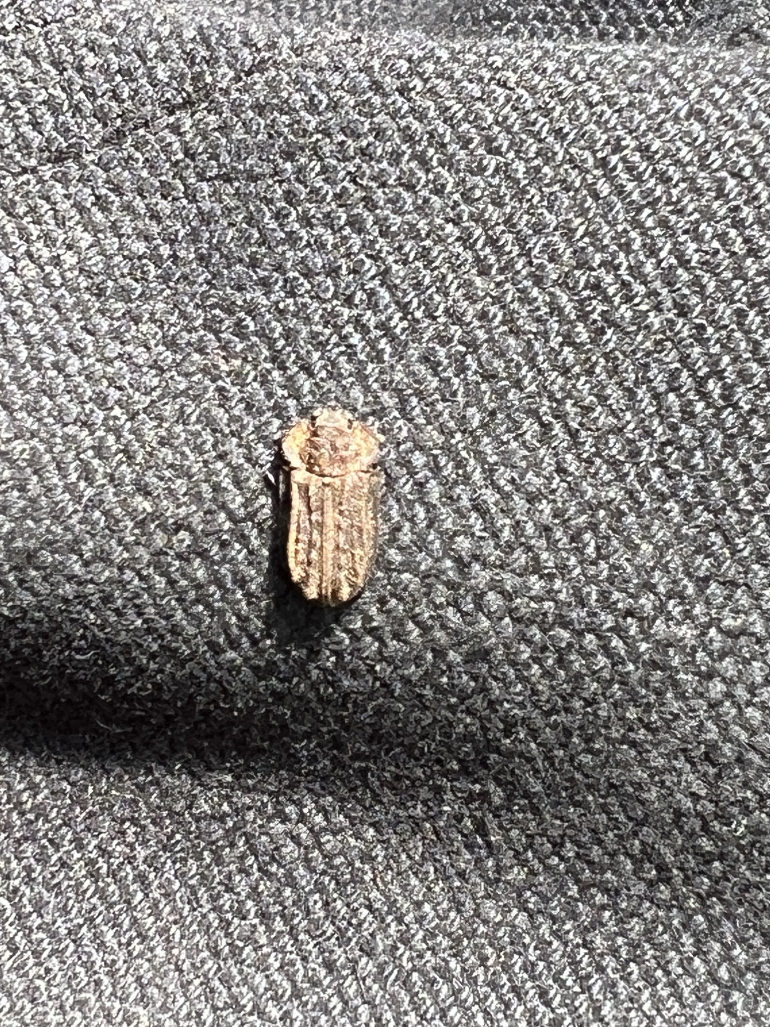 Calitys scabra (Thunberg, 1784)