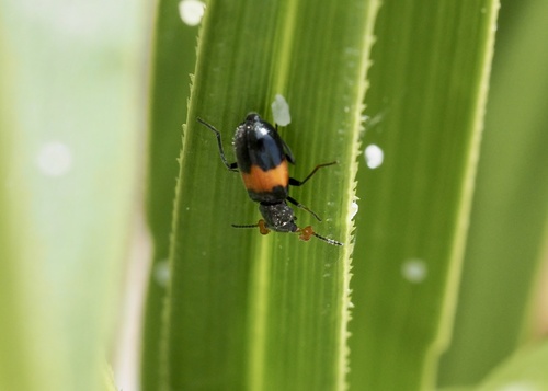 Intybia kishiii · iNaturalist