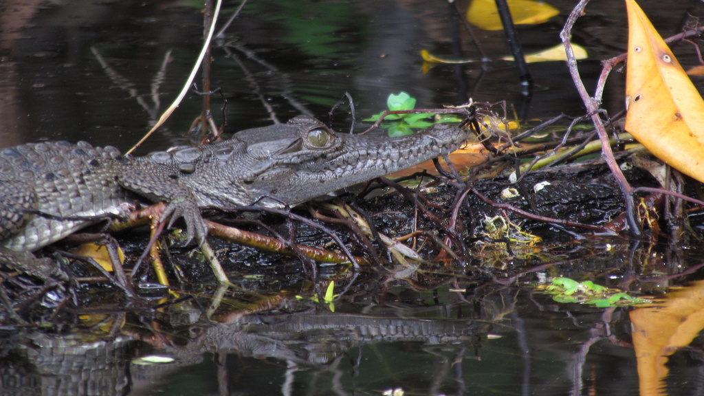 American Crocodile in May 2023 by juandmoya · iNaturalist