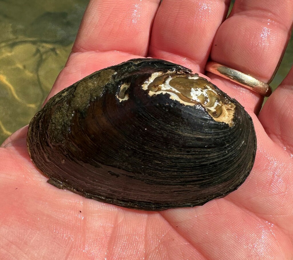 Orangenacre Mucket in March 2023 by Jeff Garner · iNaturalist