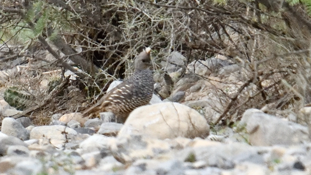 Scaled Quail from Bustamante, N.L., México on May 27, 2023 at 07:03 PM ...