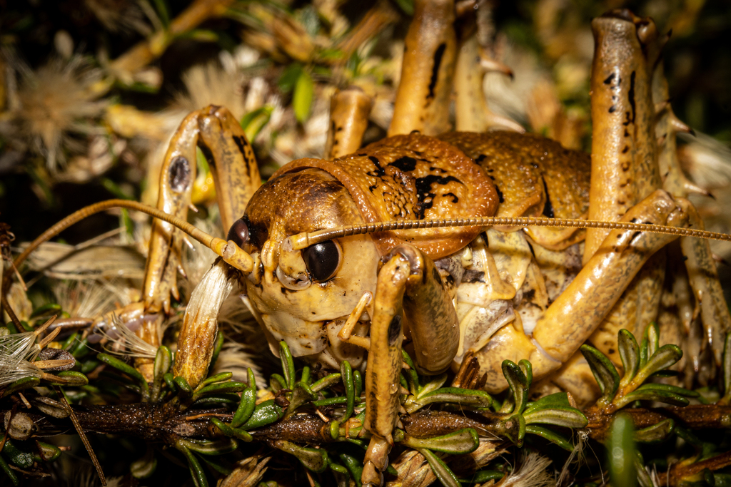Cook Strait Giant Weta in May 2023 by Carey-Knox-Southern-Scales ...