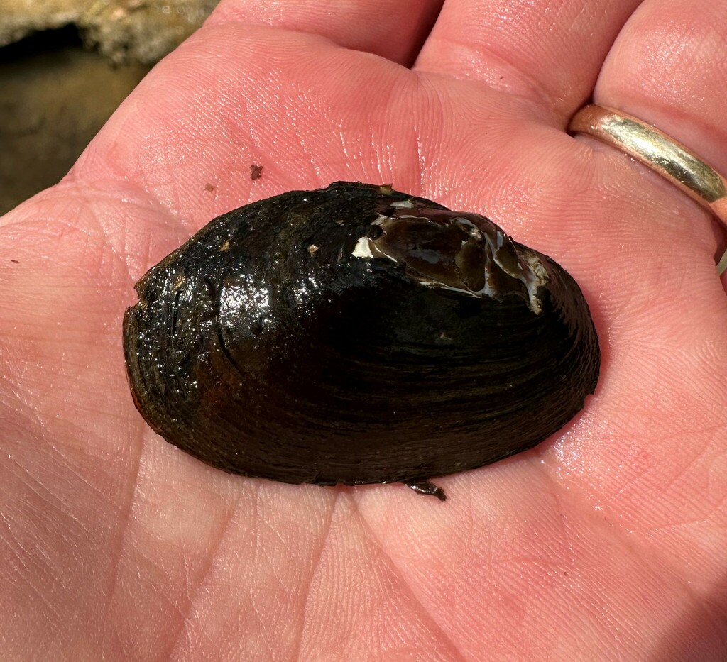 Little Spectaclecase from Rush Creek, Mt. Olive Rd., Winston County, AL ...