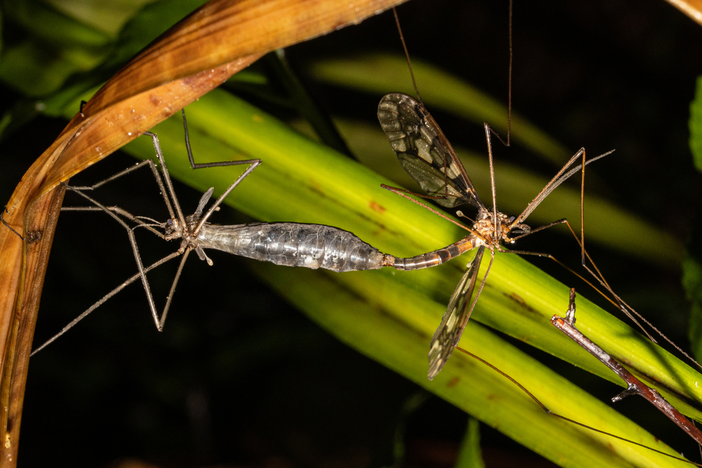 Leptotarsus binotatus from Waiau, New Zealand on May 20, 2023 at 08:08 ...