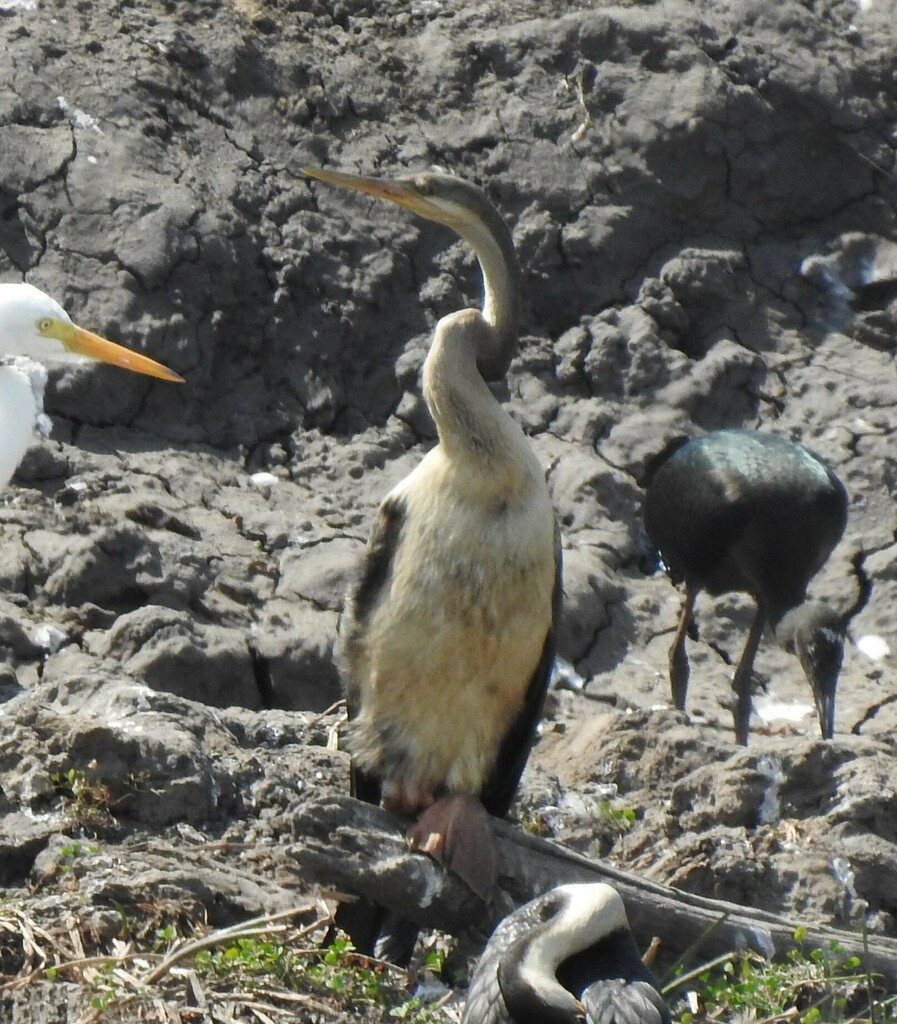Australasian Darter from Middle Point NT 0822, Australia on May 20 ...