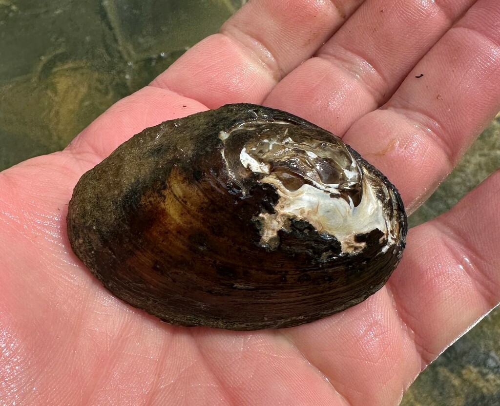 Orangenacre Mucket in March 2023 by Jeff Garner · iNaturalist