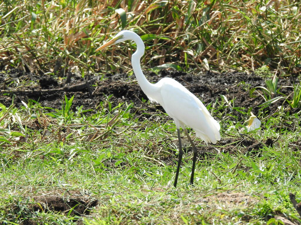 Great Egret from Middle Point NT 0822, Australia on May 20, 2023 at 01: ...