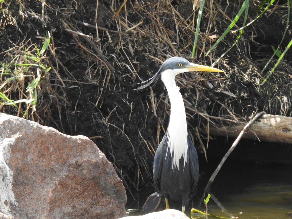 Pied Heron from Middle Point NT 0822, Australia on May 20, 2023 at 01: ...