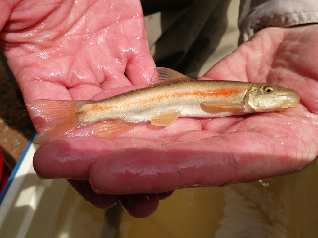 Desert Sucker from Dammeron Valley, UT 84783, USA on May 24, 2023 at 11 ...