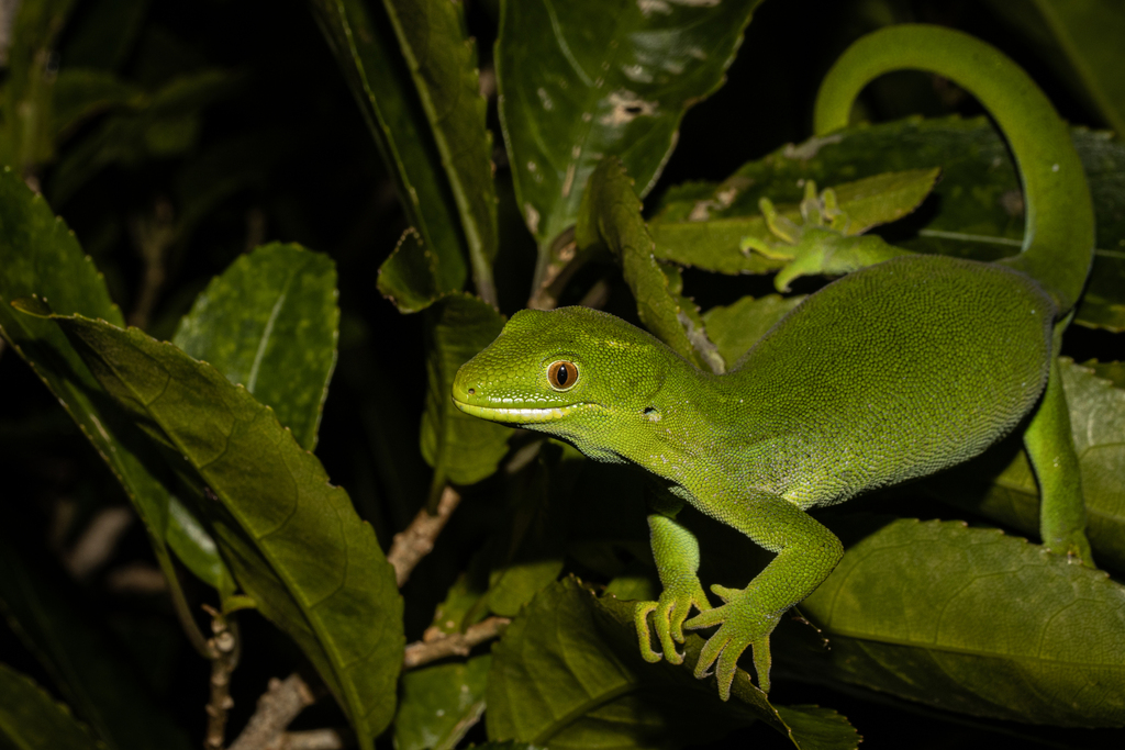 Barking gecko in May 2023 by Carey-Knox-Southern-Scales · iNaturalist
