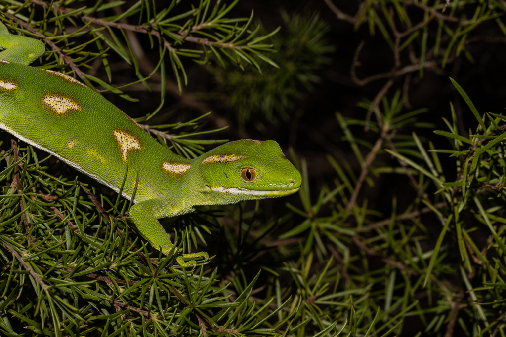 Northland Green Gecko in May 2023 by Carey-Knox-Southern-Scales ...