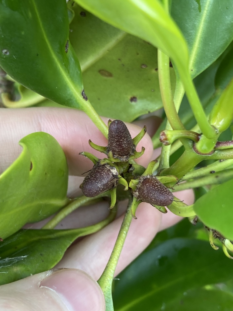 smooth-fruited yellow mangrove (Ceriops australis) - Botanical Realm