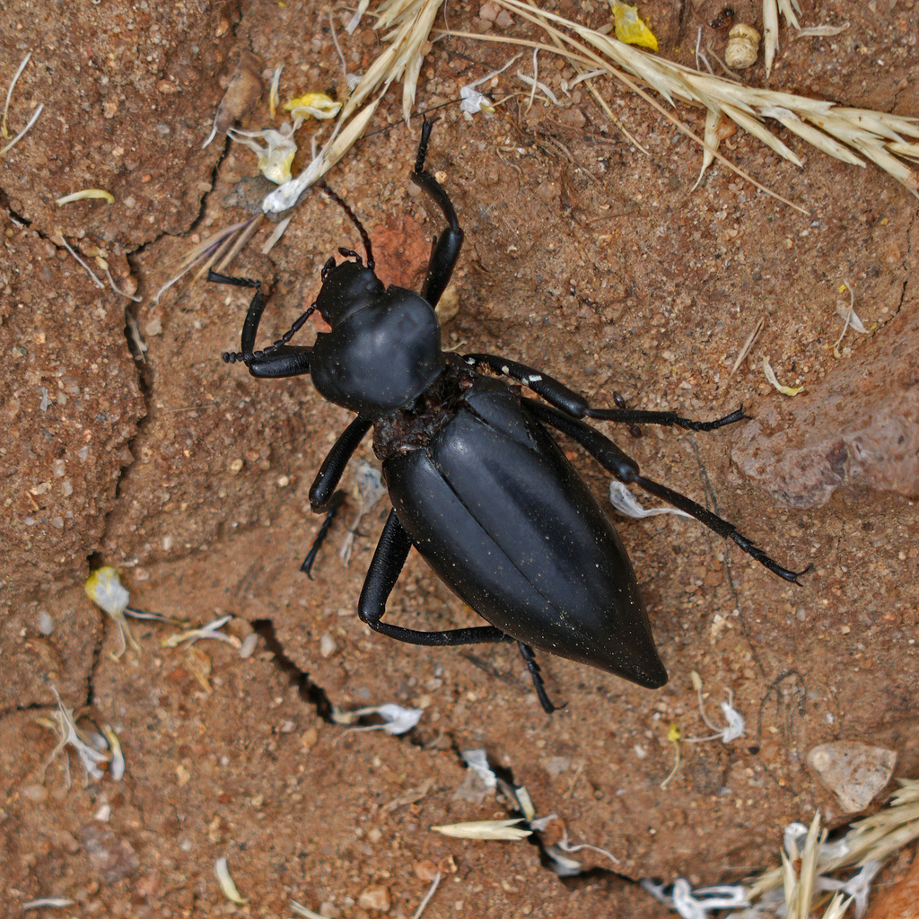 Eleodes acuticauda from Peters Canyon Regional Park, Tustin, CA, USA on ...