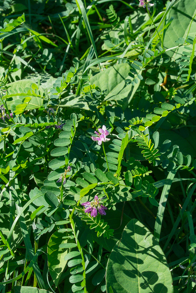 Purple Crown-vetch (Deer Grove Natural Areas Volunteers Invasive ...