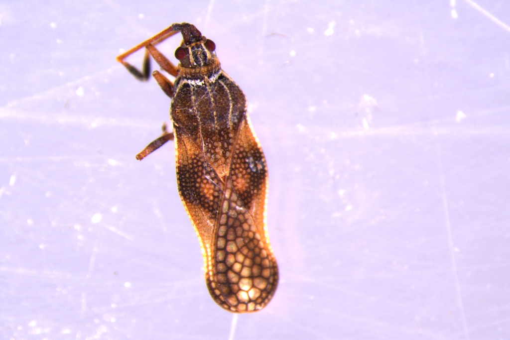 olive lace bug from Jordan Springs NSW 2747, Australia on February 25 ...