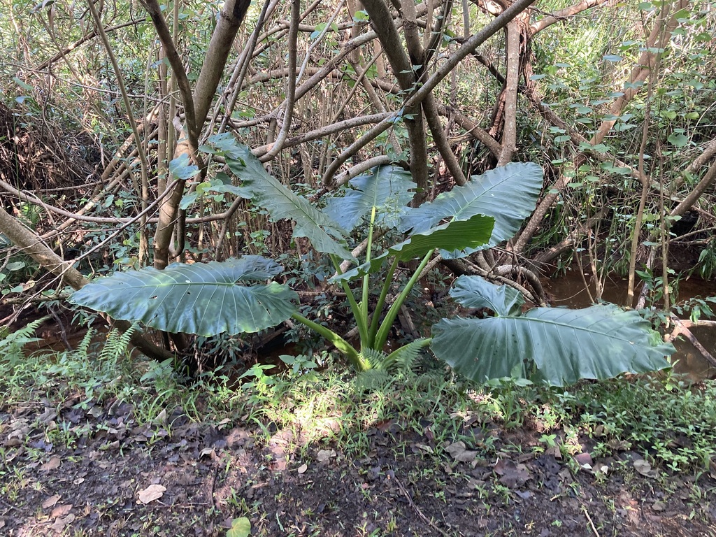 giant taro from Cairns QLD, Australia on May 26, 2023 at 09:07 AM by ...