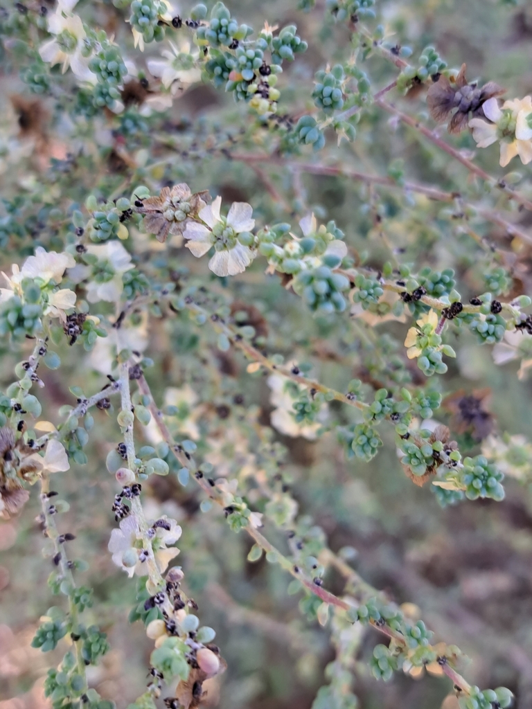 Short-leaf Bluebush from Mildura VIC 3500, Australia on May 29, 2023 at ...
