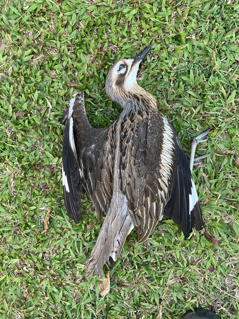 Bush Stone-curlew from Cairns QLD, Australia on May 27, 2023 at 05:40 ...