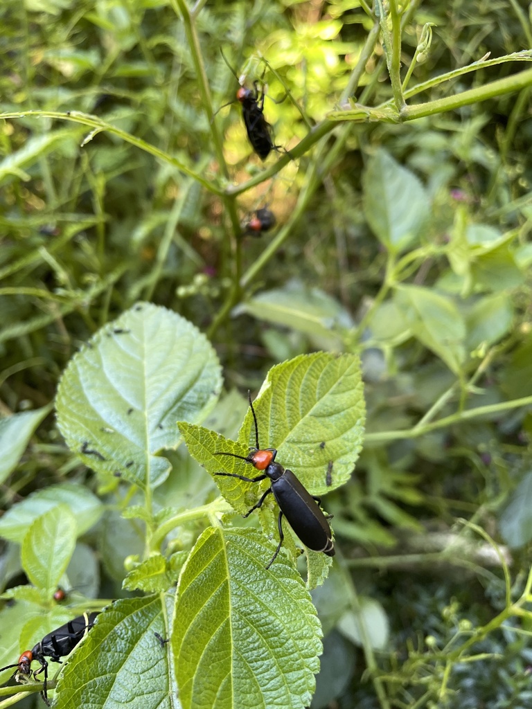 Epicauta hirticornis from 尖石鄉, TW on May 29, 2023 at 01:57 PM by kai1220 · iNaturalist