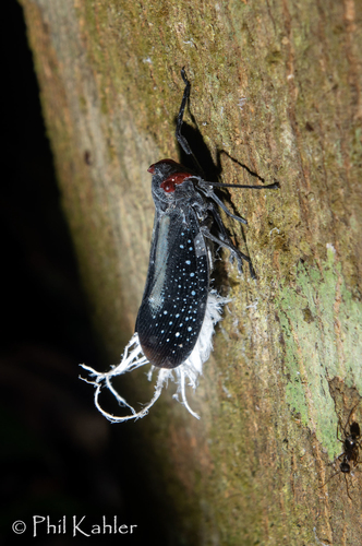 Genus Lystra · iNaturalist United Kingdom