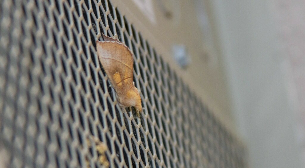 White-dotted Prominent from Lathrop E. Smith Environmental Center on ...
