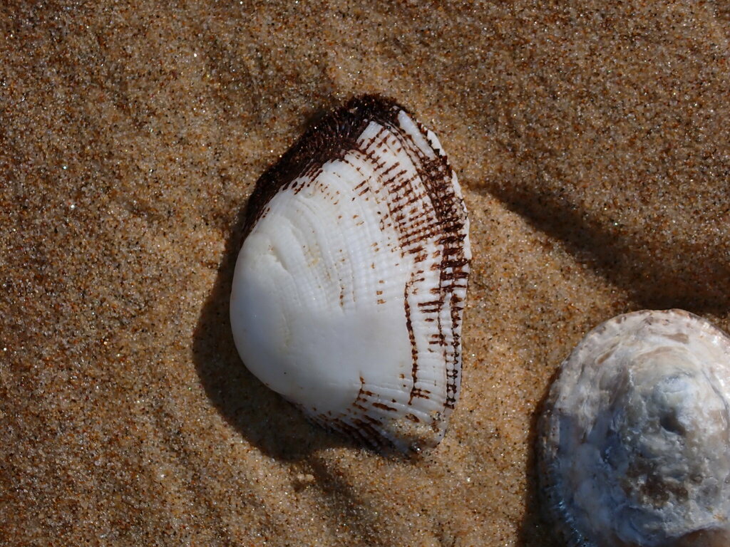 Barbatia parvivillosa from Bundagen NSW 2454, Australia on May 29, 2023 ...