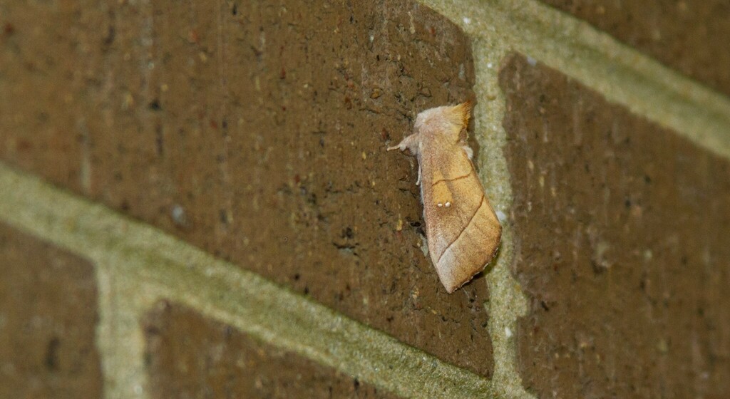 White-dotted Prominent from Lathrop E. Smith Environmental Center on ...