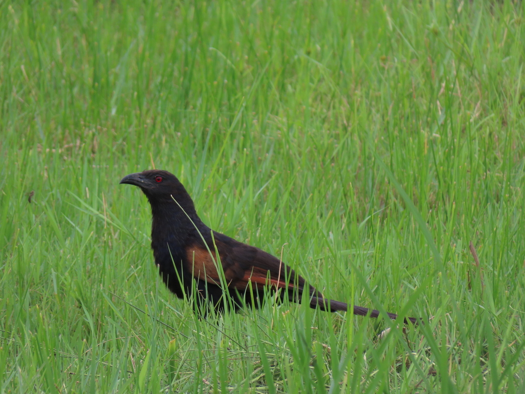 Sunda Coucal in January 2023 by Alfian surya Fathoni · iNaturalist
