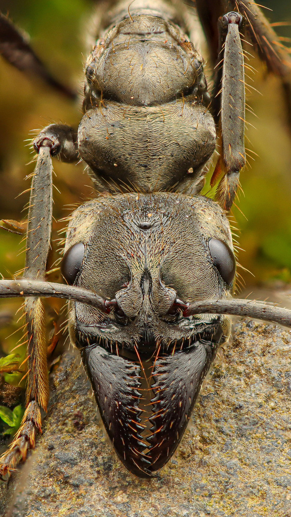 Foetida-group Panther Ants from Golfito, Puntarenas, CR on May 28, 2023 ...