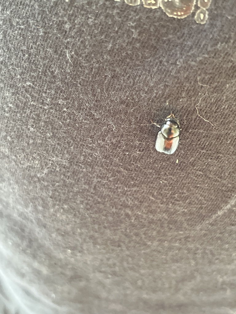 Apogonia from 水林鄉, TW on May 29, 2023 at 03:05 PM by Hong · iNaturalist